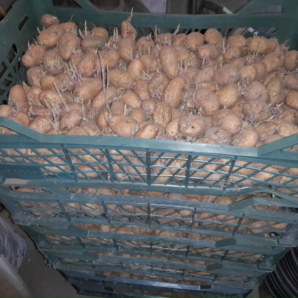 Продам картофель на посадку 10литр ведро 60р 2025 Экзотические